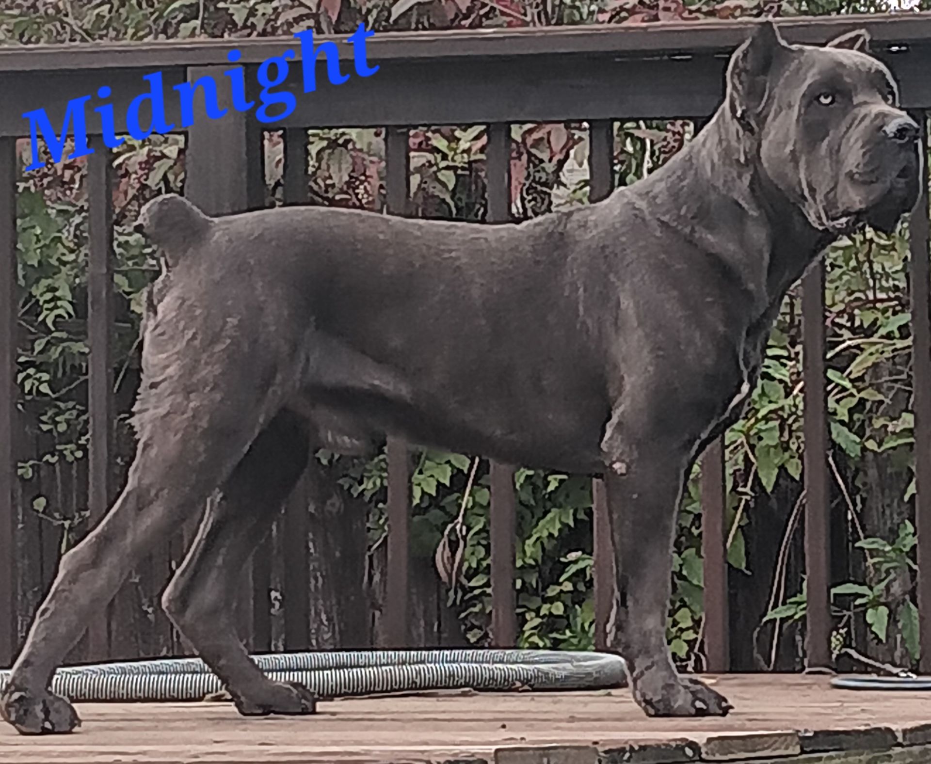 Ramirez Cane Corso Kennel | Providence, KY
