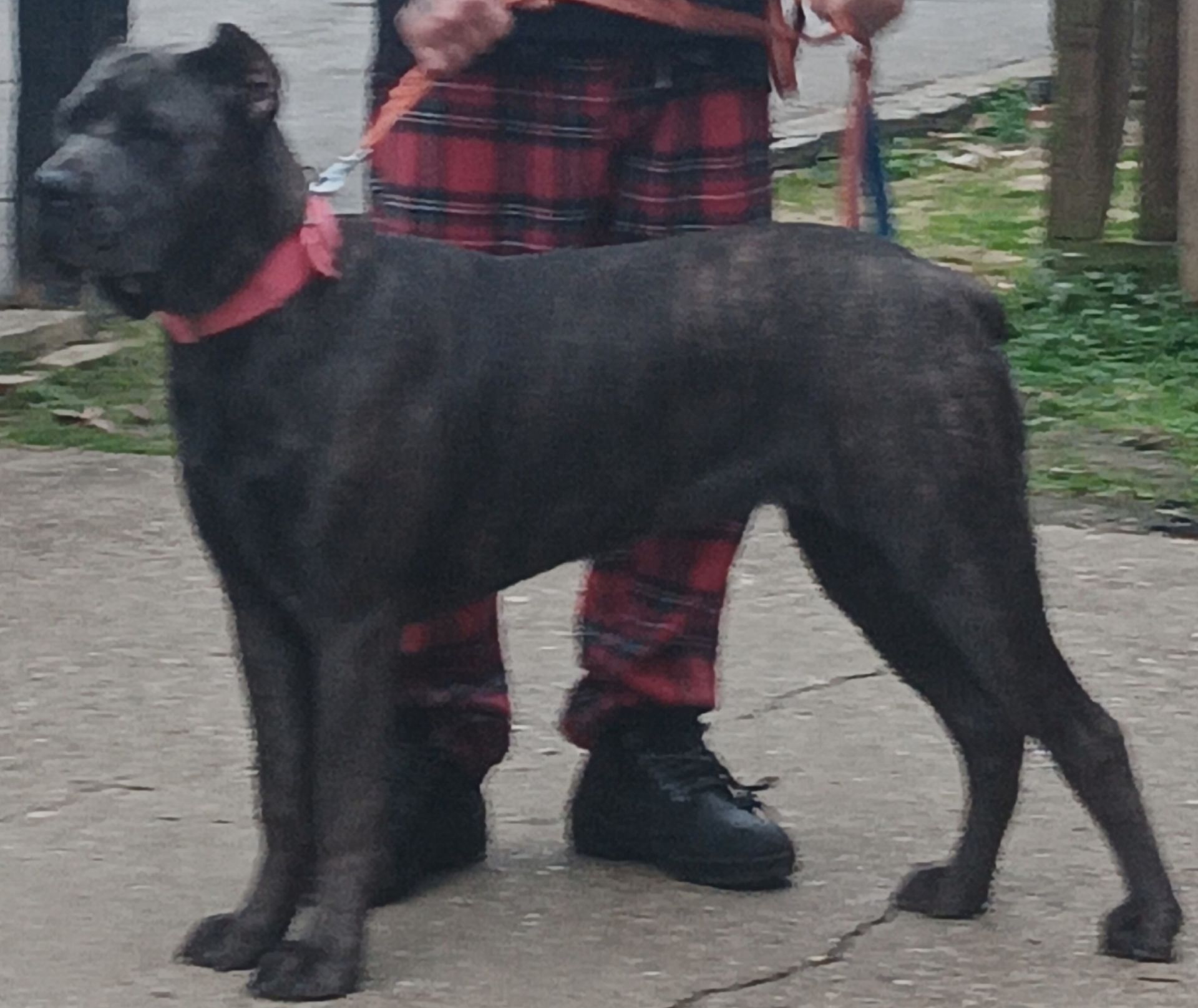Ramirez Cane Corso Kennel | Providence, KY