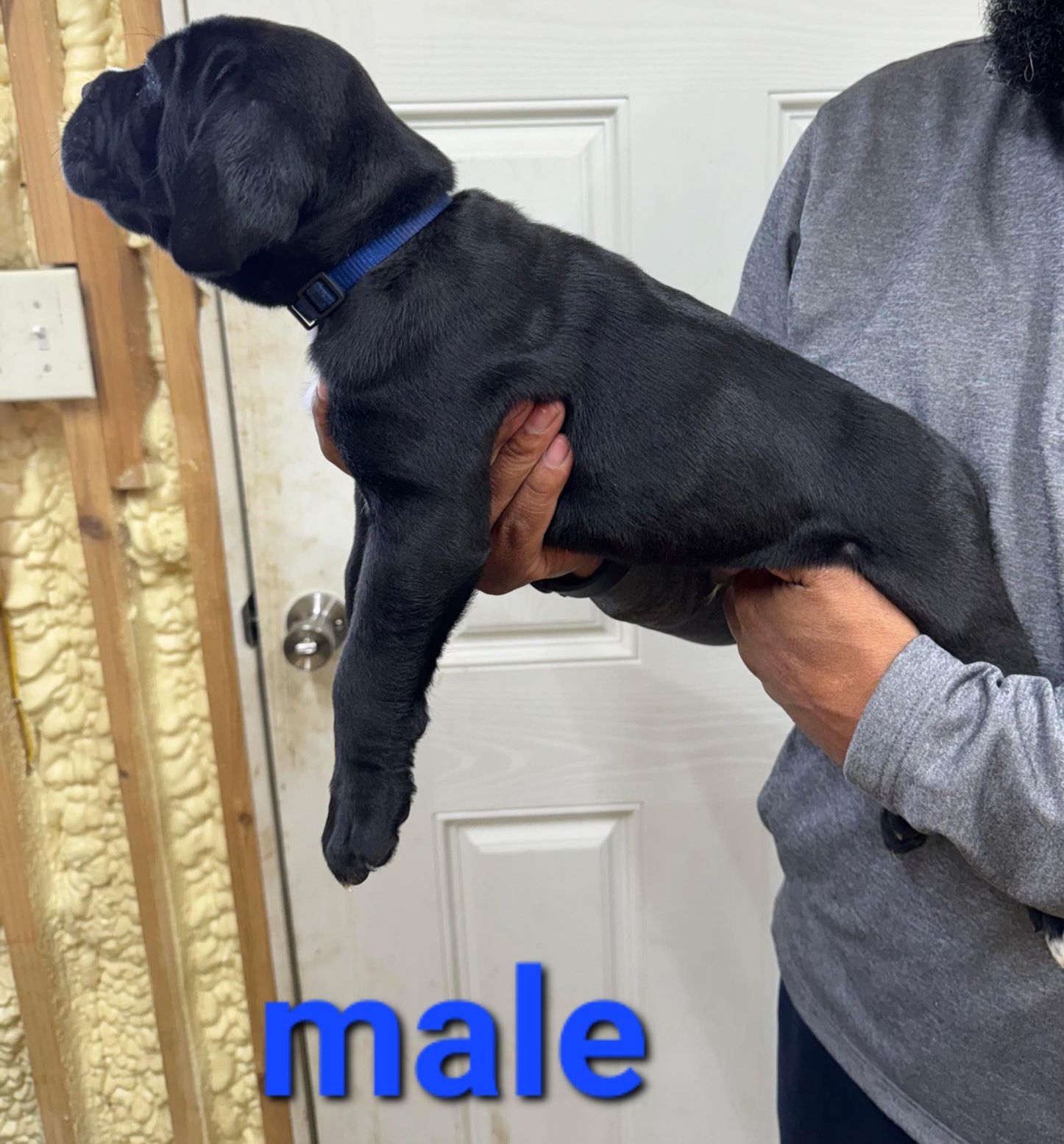 Ramirez Cane Corso Kennel | Providence, KY