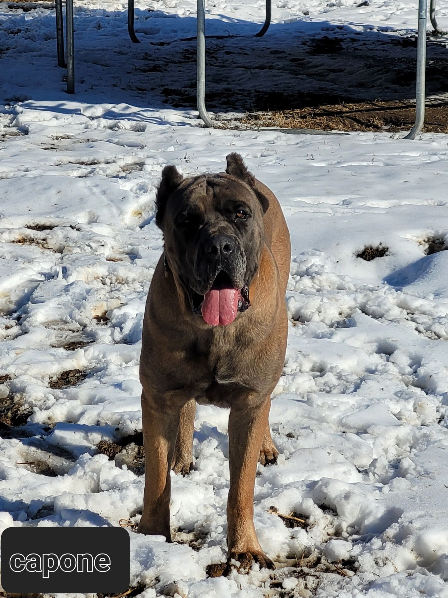 Ramirez Cane Corso Kennel | Providence, KY