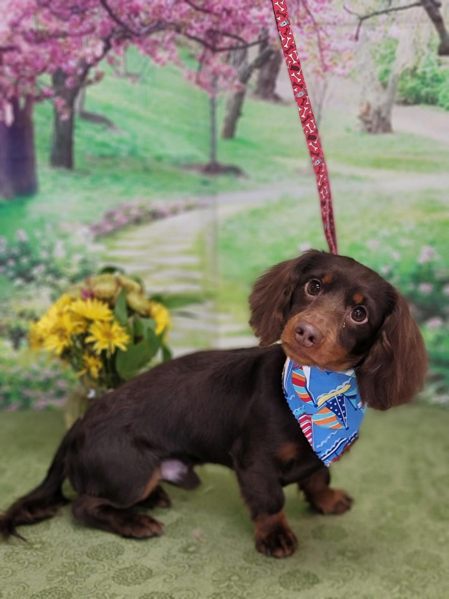 Groomers Bloomington IL Top Dog Grooming Salon groomers-bloomington-il-top-dog-grooming-salon