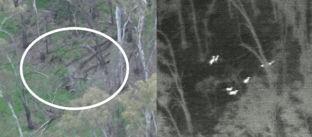 Monitoring key to controlling pig populations