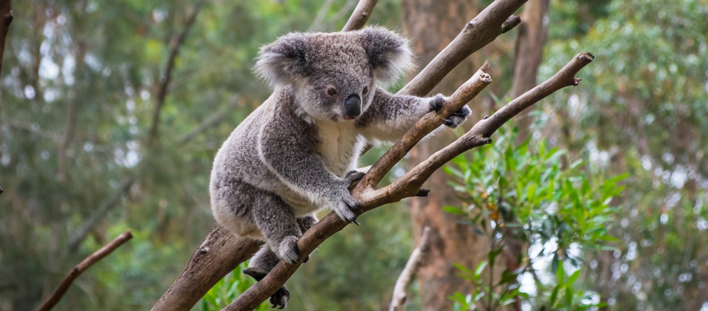 Federal government throws outback koalas a lifeline