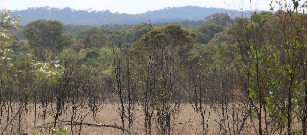 How Camels and Cool Burns are Transforming Risdon Stud