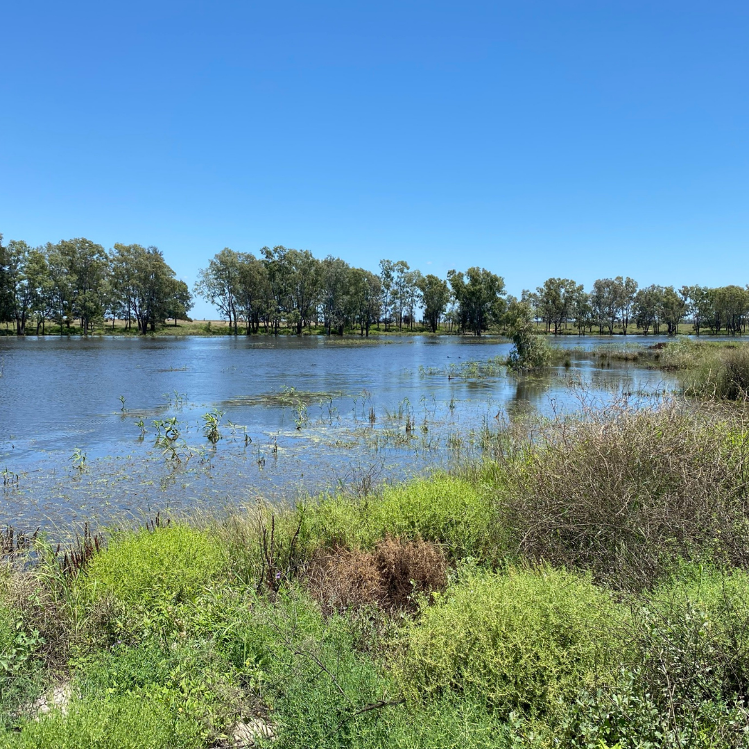 Get Funding for River Fencing and Off-Stream Watering