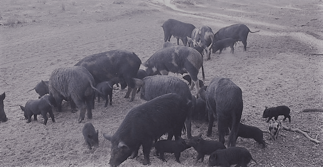New weapon for feral pig control trialled in Texas, USA