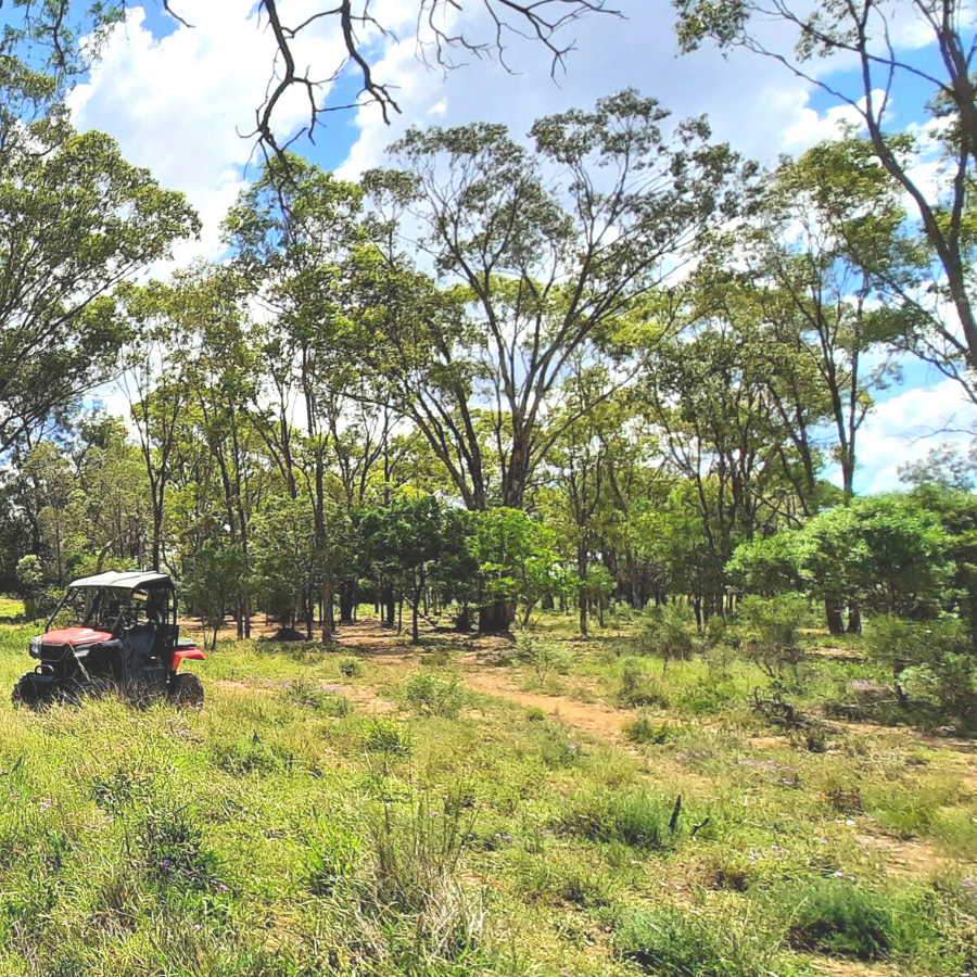 Get Support to Improve your Brigalow