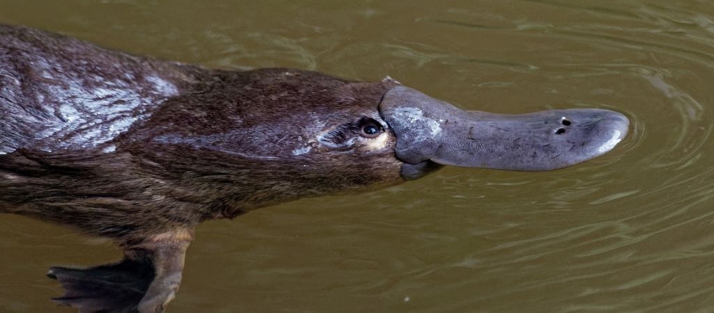 Survey reveals patterns in platypus habitat
