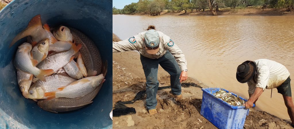 Carp numbers down in western Murray-Darling Basin