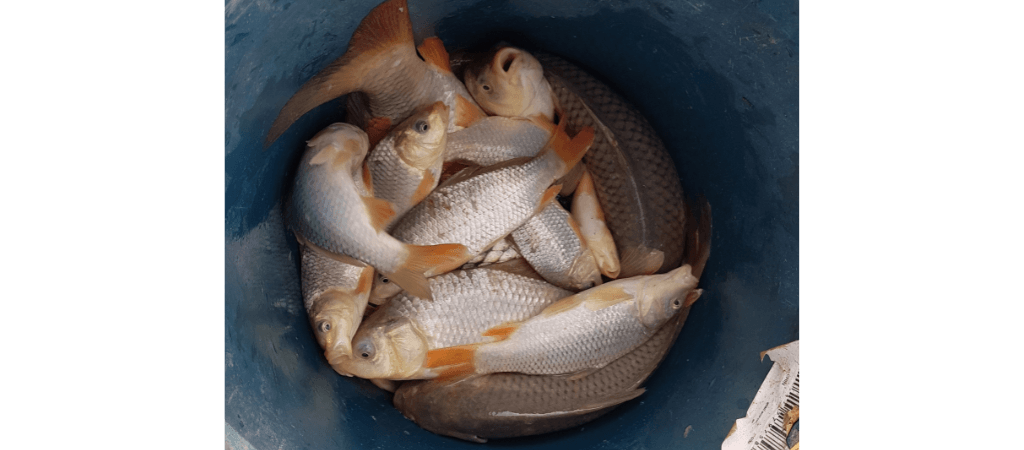 Carp numbers down in western Murray-Darling Basin