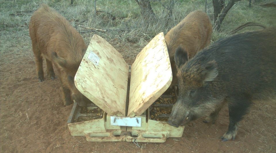 New weapon for feral pig control trialled in Texas, USA