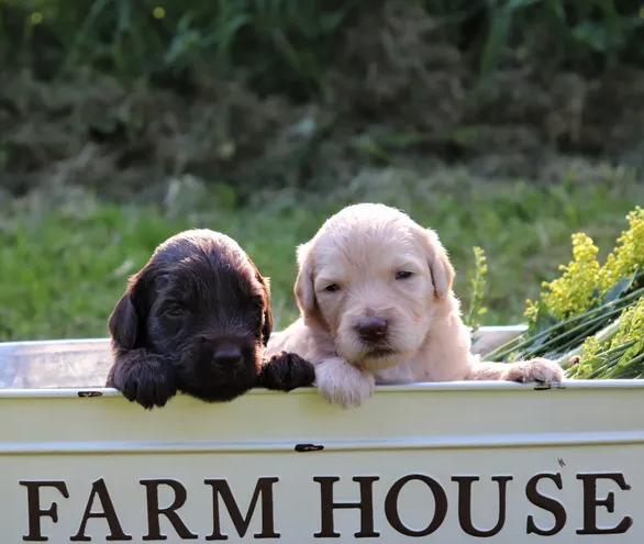 home [www.doodlepawranch.com]