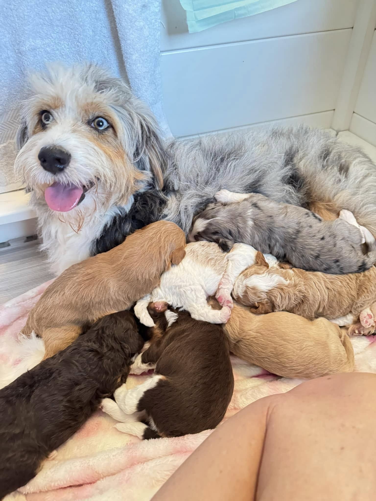 About Us – Fifth Day Doodle Farms