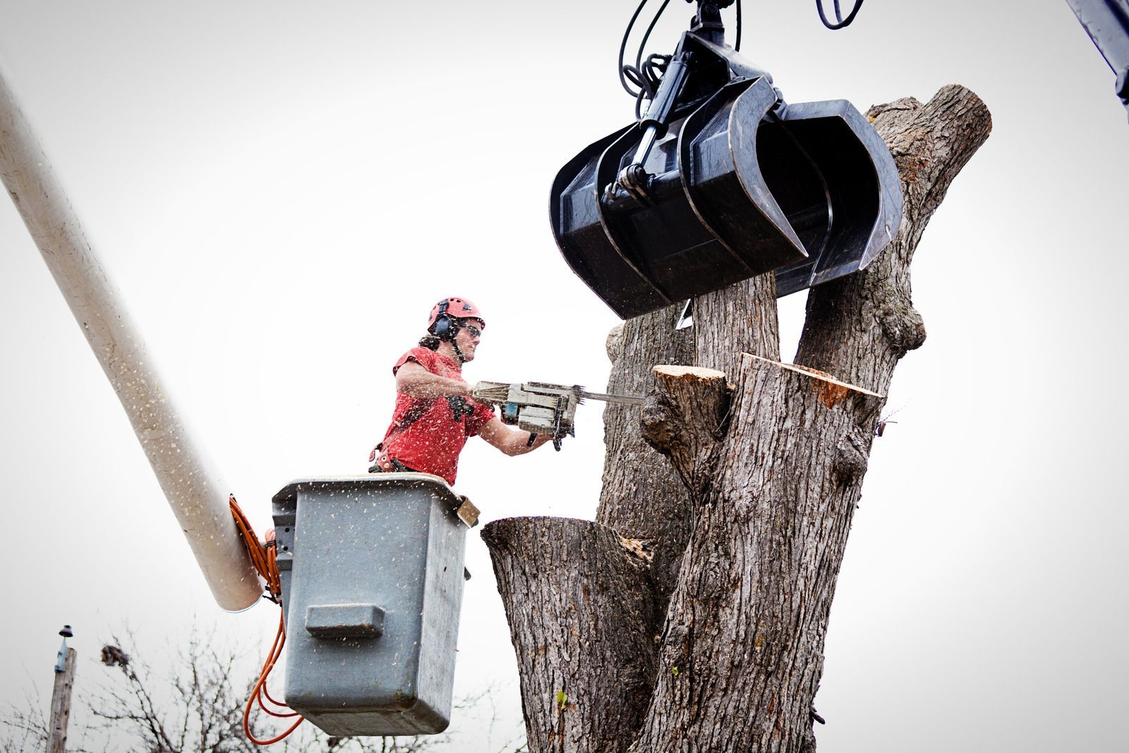 Why You Need a Certified Arborist to Remove Your Tree