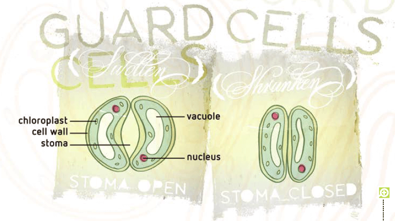 The Basic Structure of Plants