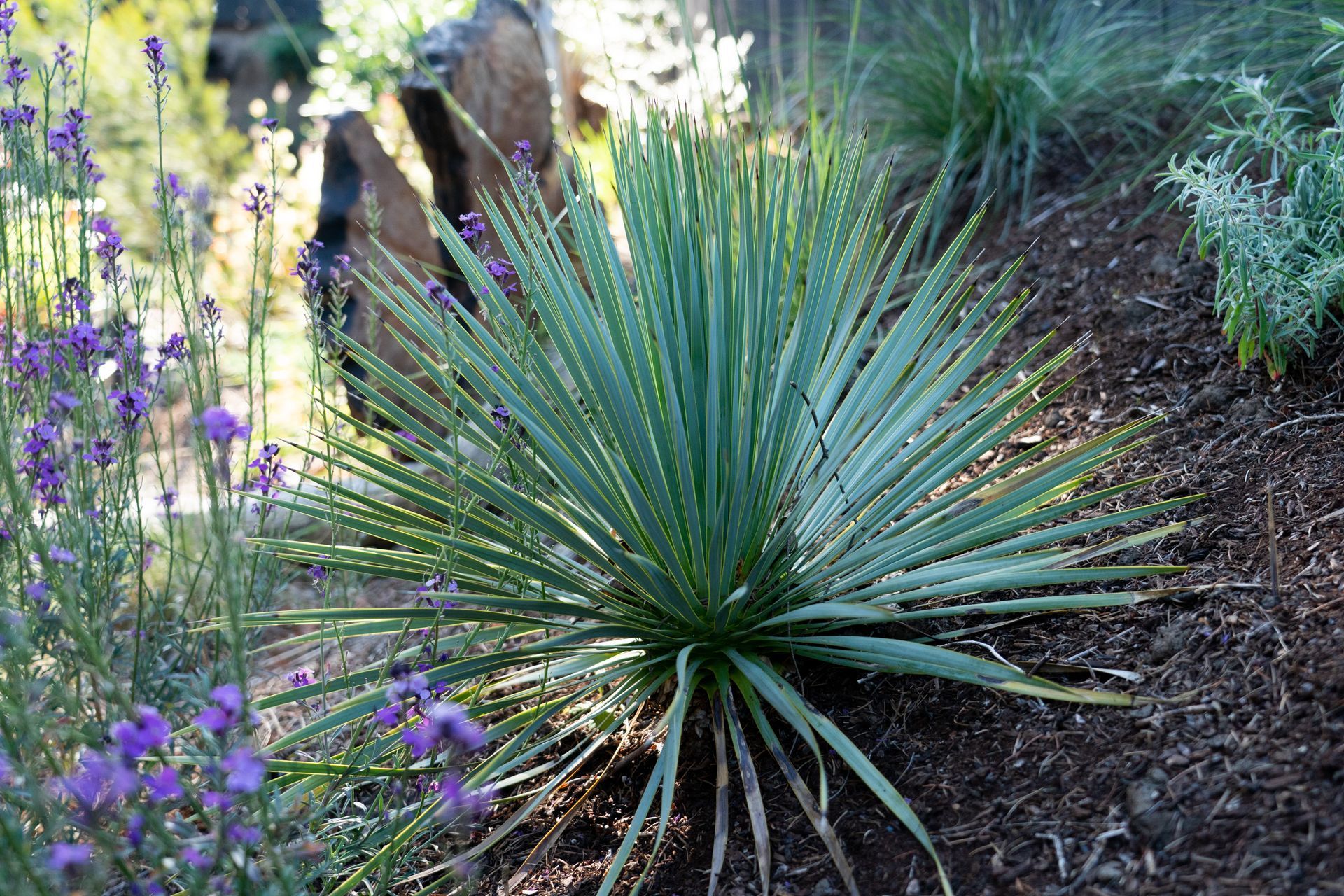 The Chronicles of a Plant addict: My Wildly Unruly Garden Adventure!