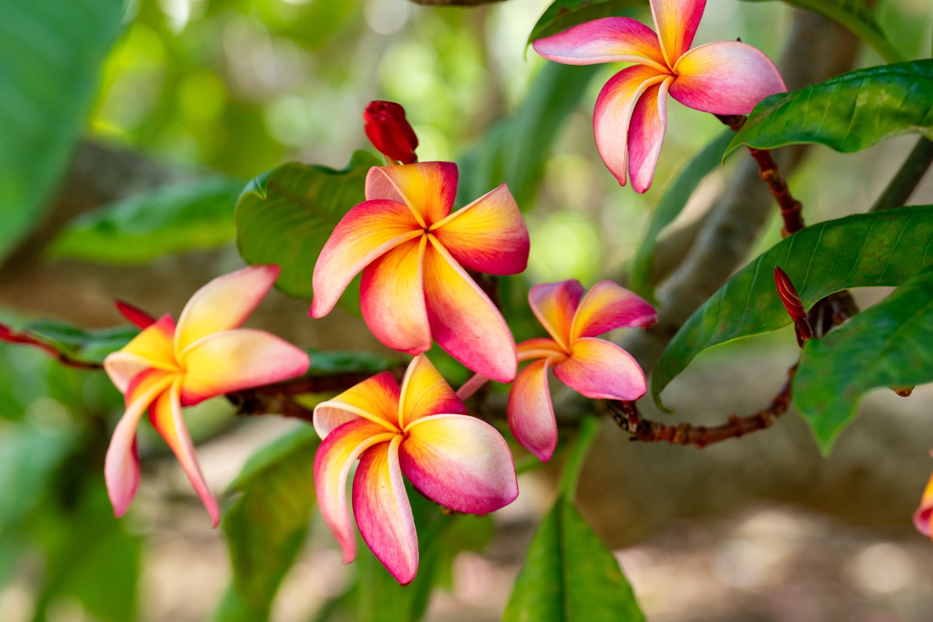 Unveiling Koko Crater's Blooming Oasis: An Unexpected Journey