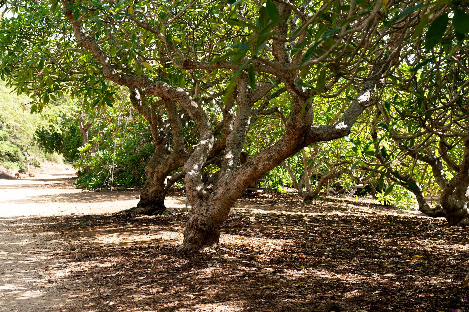 Unveiling Koko Crater's Blooming Oasis: An Unexpected Journey