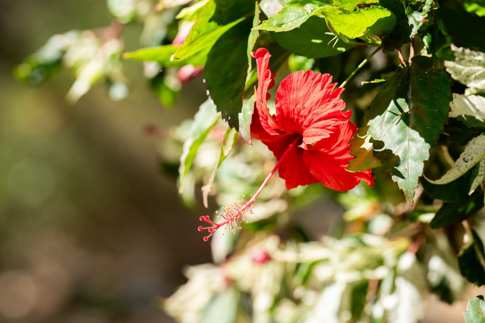 Unveiling Koko Crater's Blooming Oasis: An Unexpected Journey
