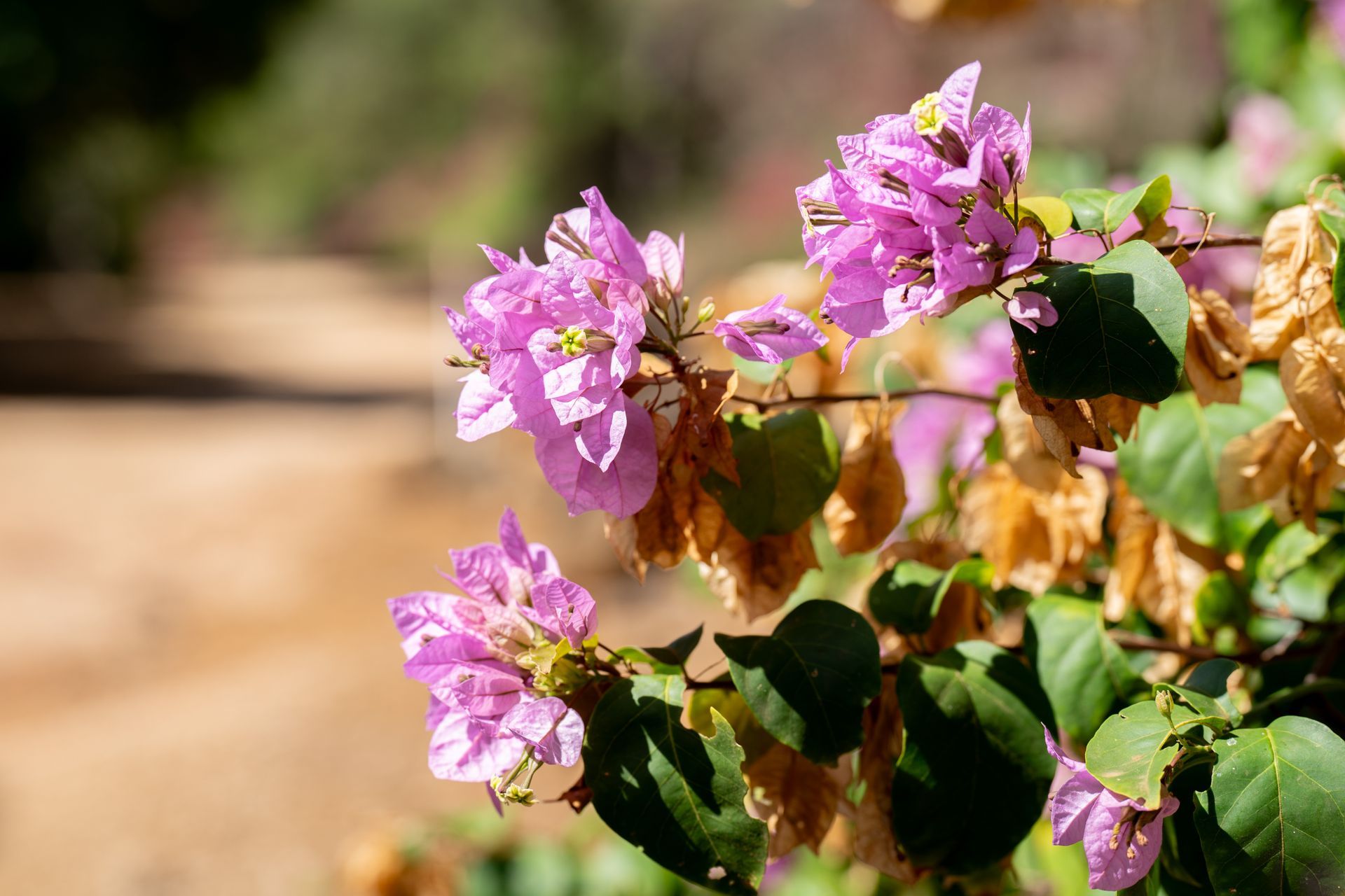 Unveiling Koko Crater's Blooming Oasis: An Unexpected Journey