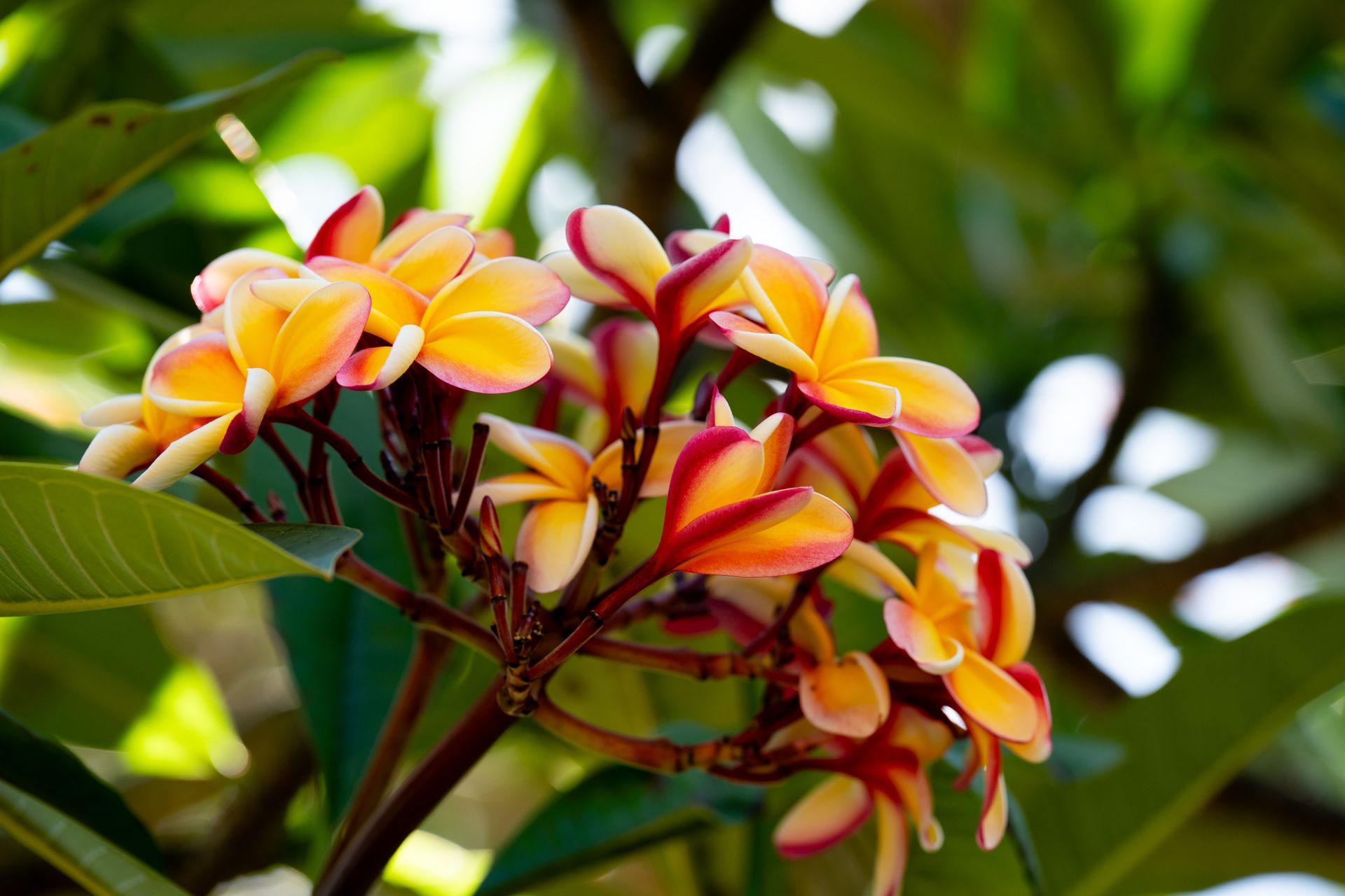 Unveiling Koko Crater's Blooming Oasis: An Unexpected Journey
