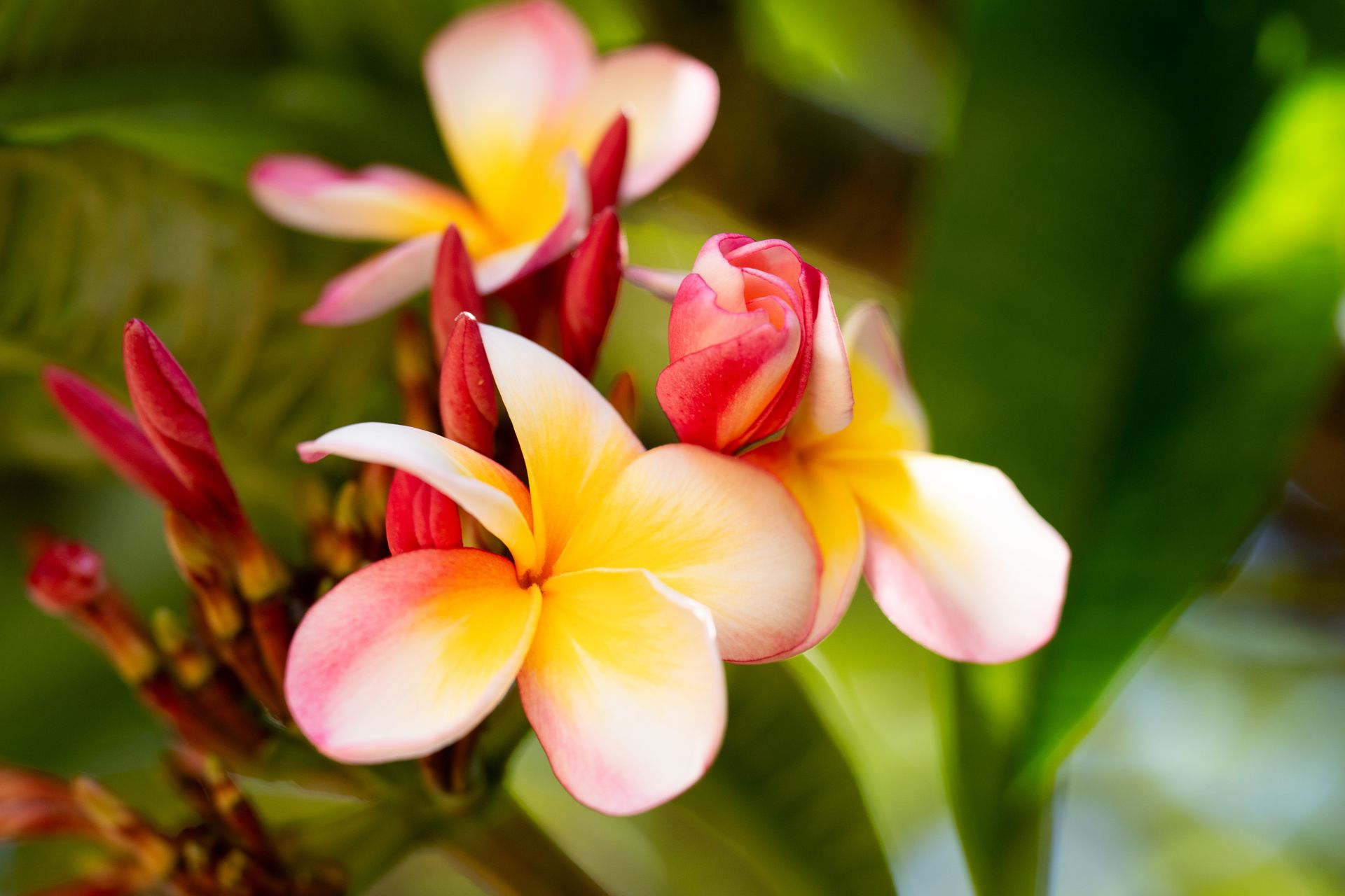 Unveiling Koko Crater's Blooming Oasis: An Unexpected Journey