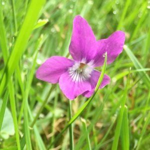 An Invasive Violet for Western Oregon