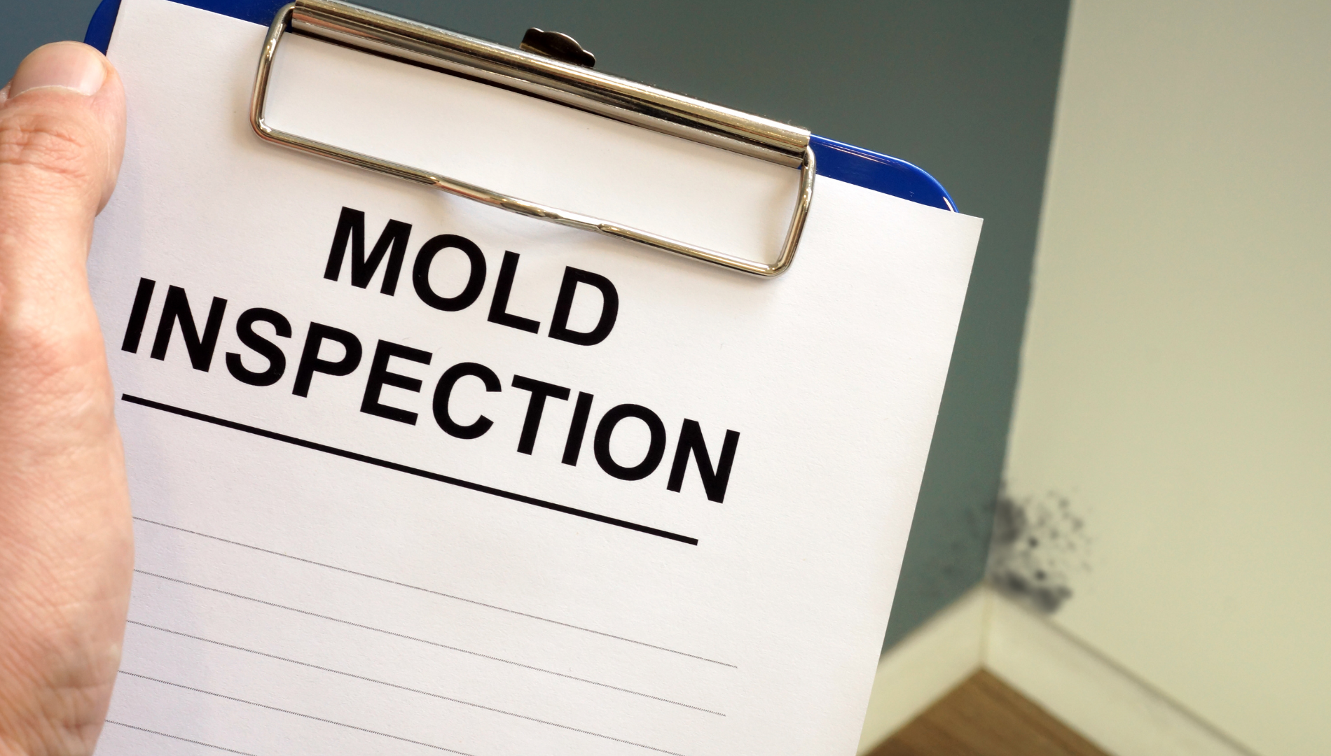 When should you consider mold testing in you New Orleans, LA home?