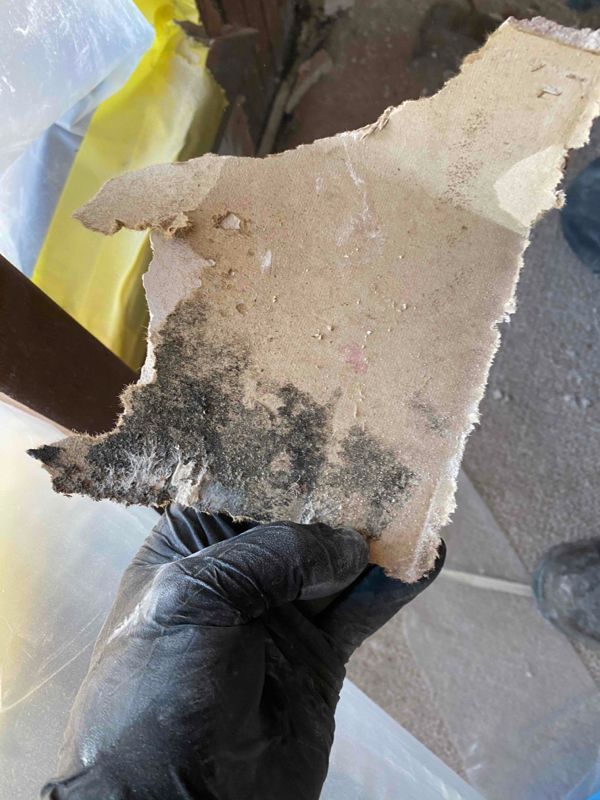 How to Tell the Difference Between Mold and Mildew