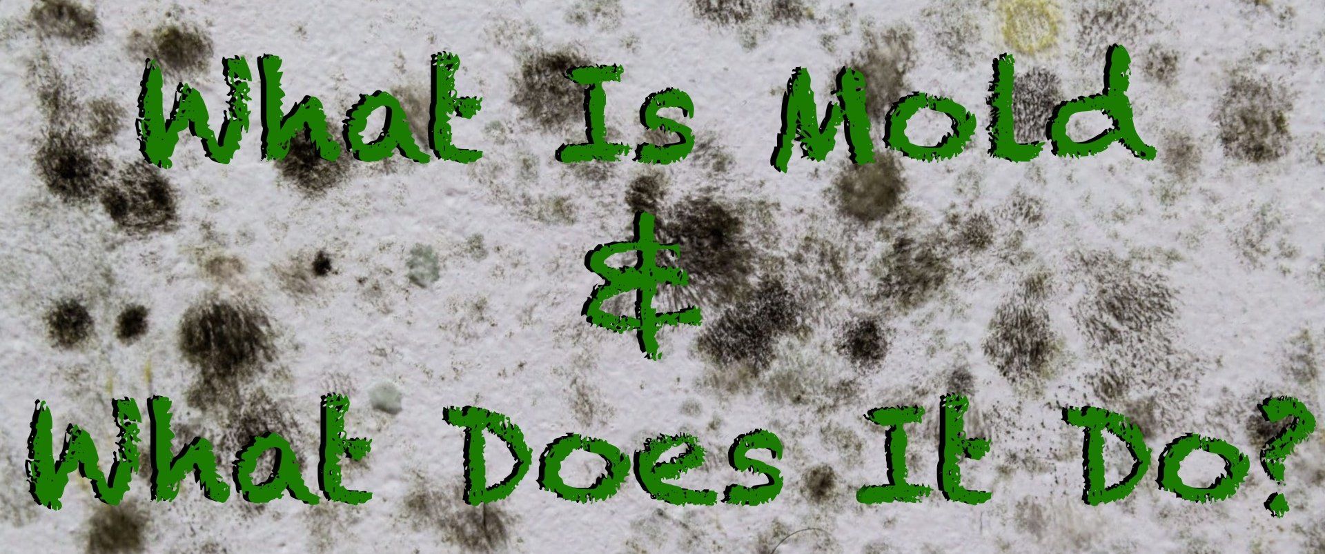 What Is Mold & What Does It Do?