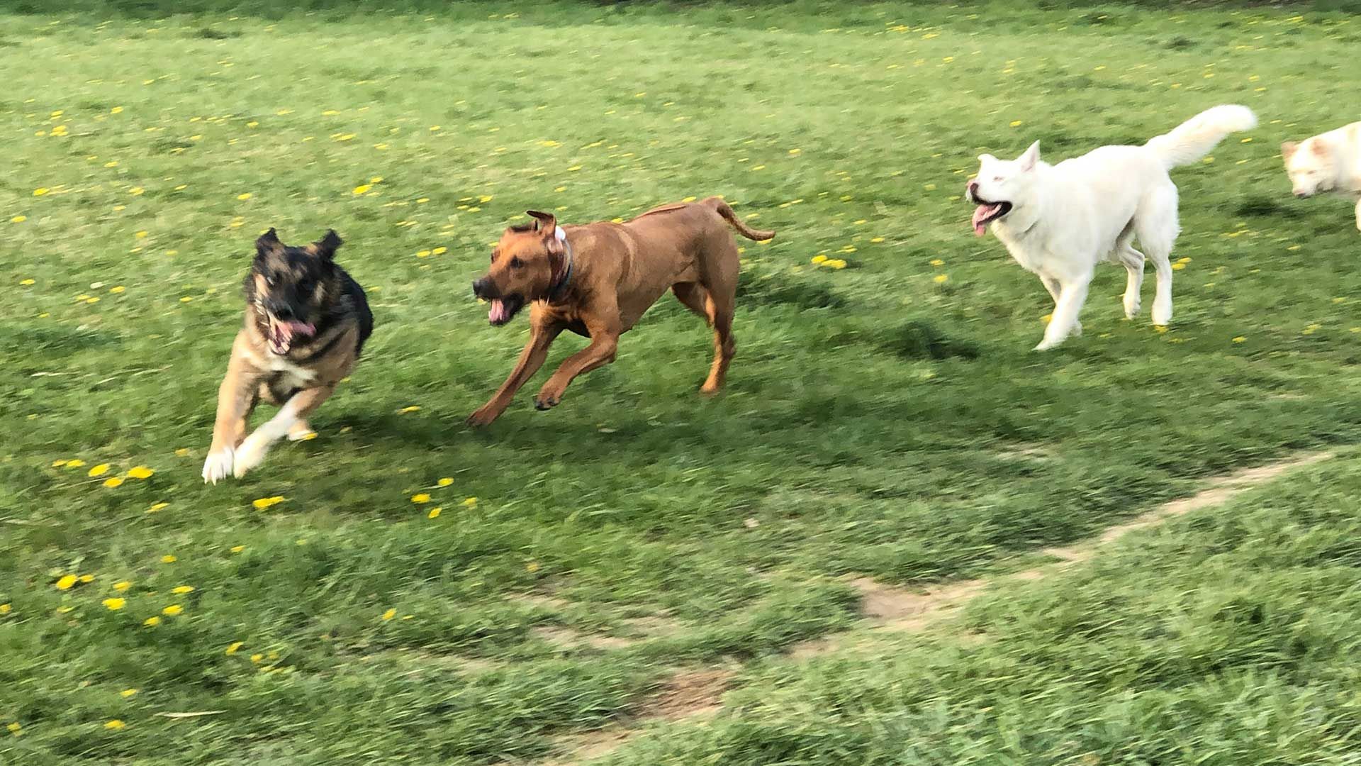 Kennel-Free Dog Boarding: A Stress-Free Holiday Solution for Your Furry ...