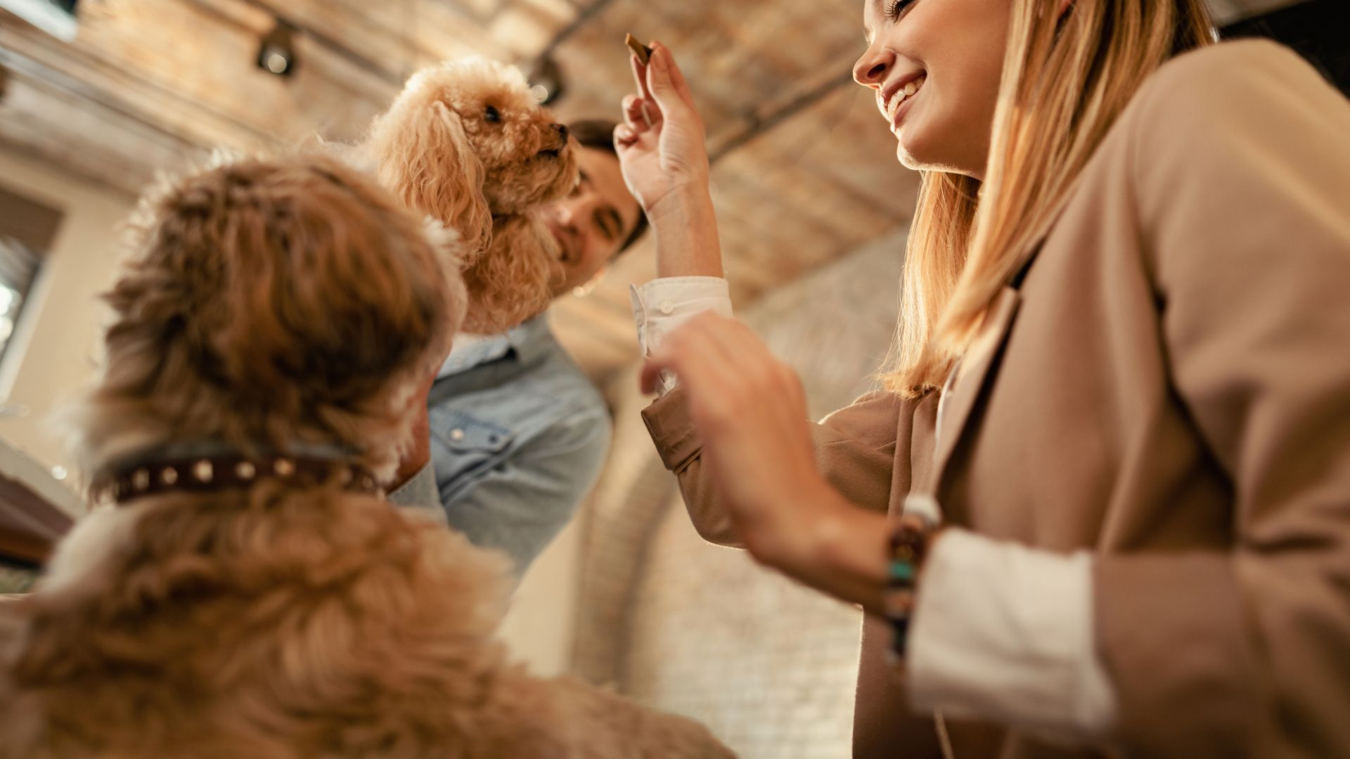 Puppy Socialization 101: Where to Take Your Pup for Fun and Learning