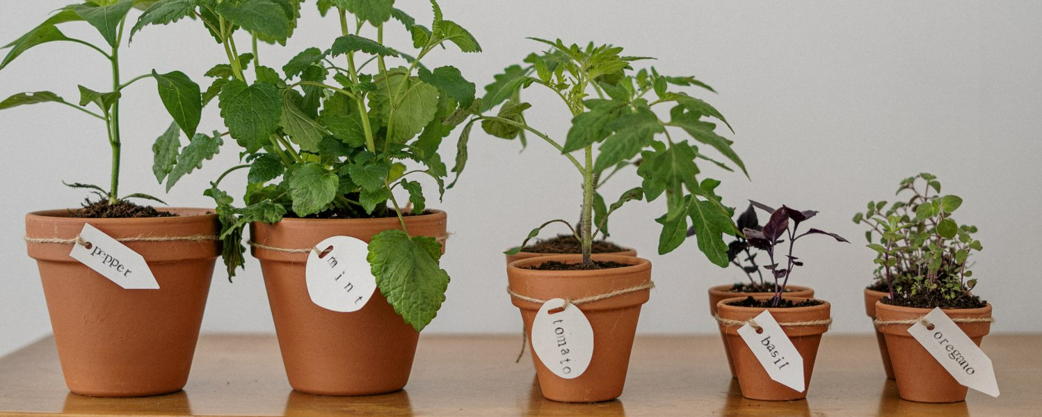 Growing Simple Foods at Home - Successful Tips from a Not-So-Green-Thumb