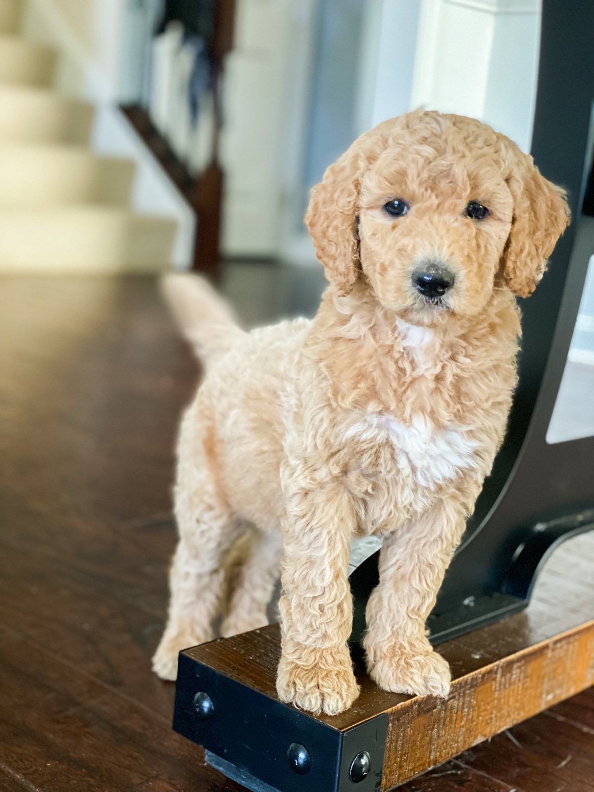 Pricing & Deposits - Home of Doodles & Poodles
