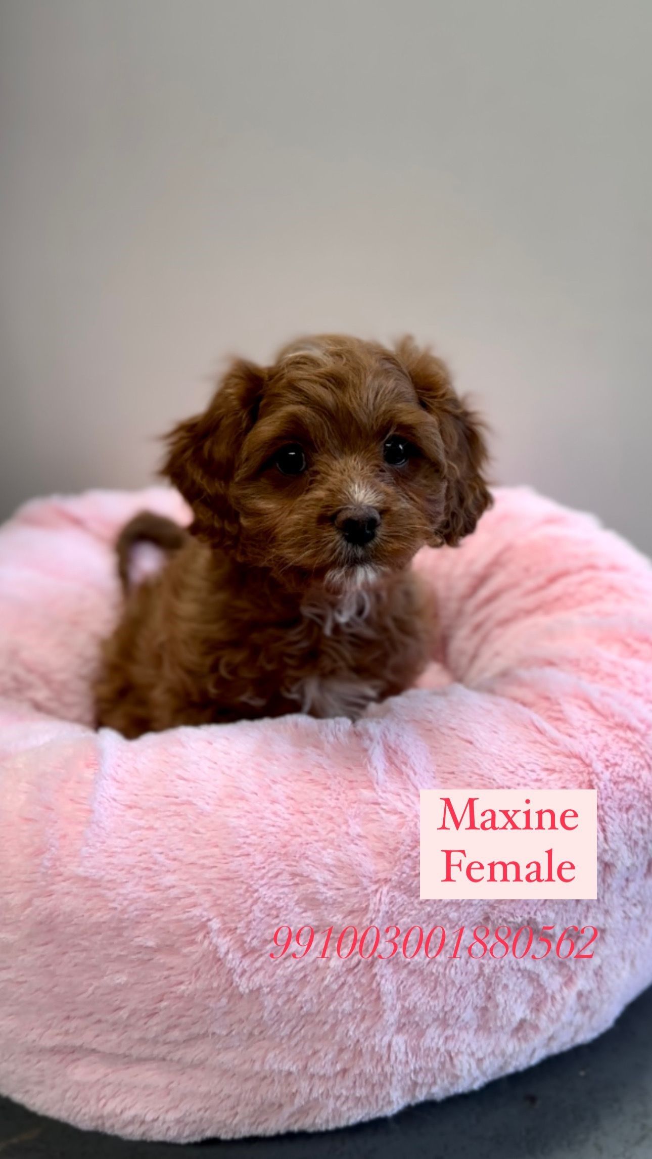 Pet medicine | Penrith | Family Pets Penrith