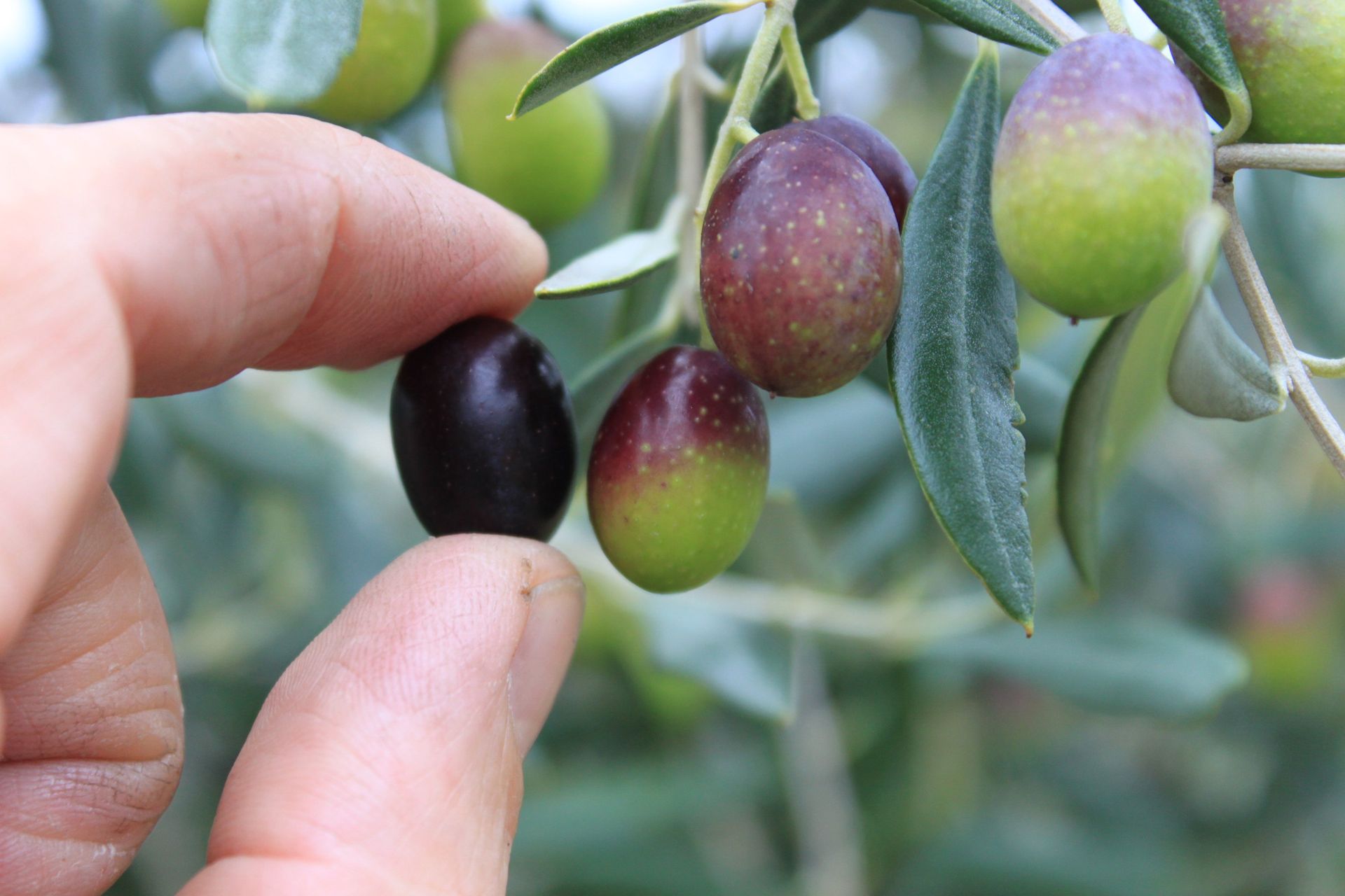 Homeleigh Grove Olives | Canberra District Olives