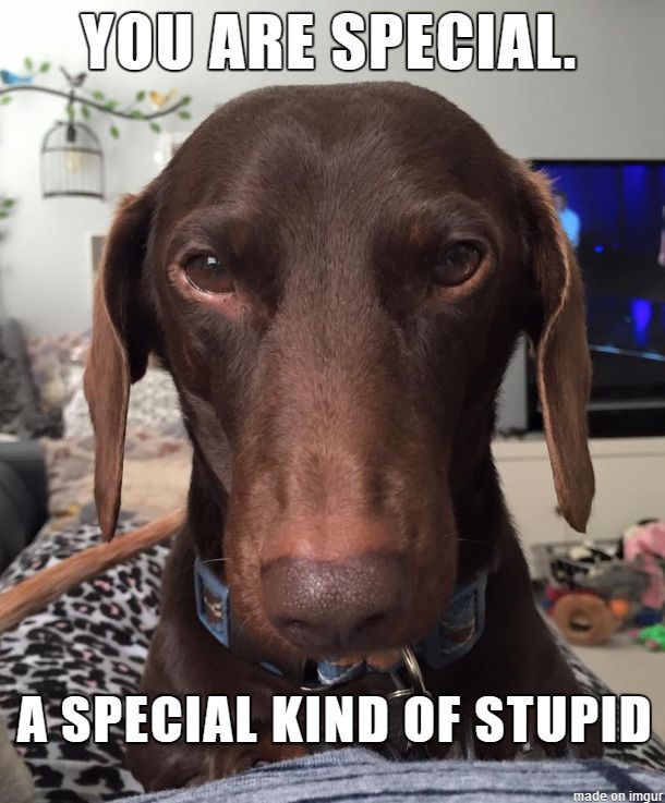 Special Kind Of Stupid Quote Amazon.com: Desperate Enterprises Special