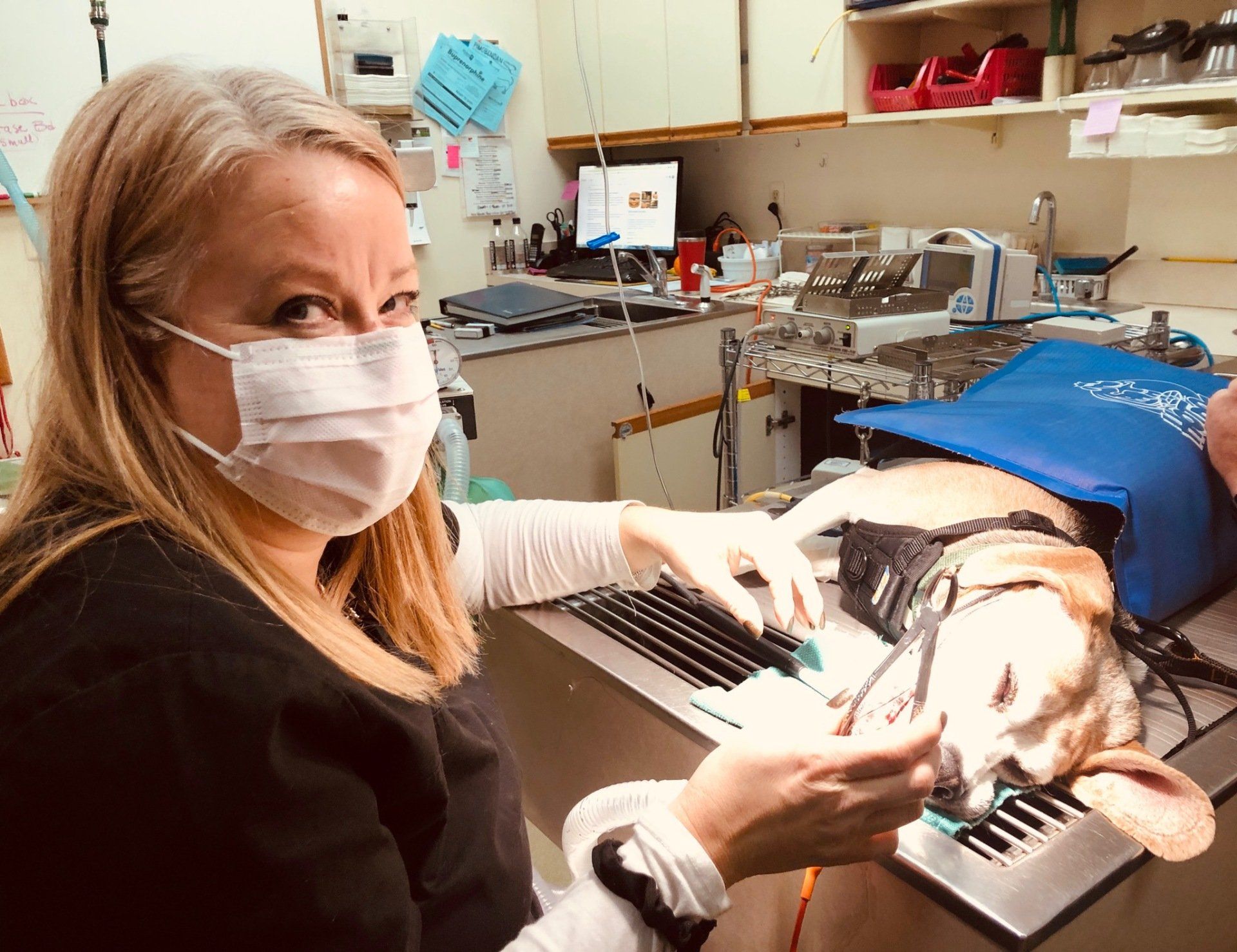 Flea Prevention & Pet Vaccines - Freehold, NJ - Raintree Veterinary ...