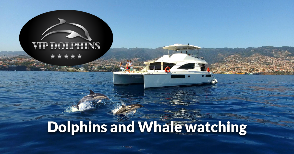 VipDolphins: Luxury Catamaran for Dolphin and Whale Watching
