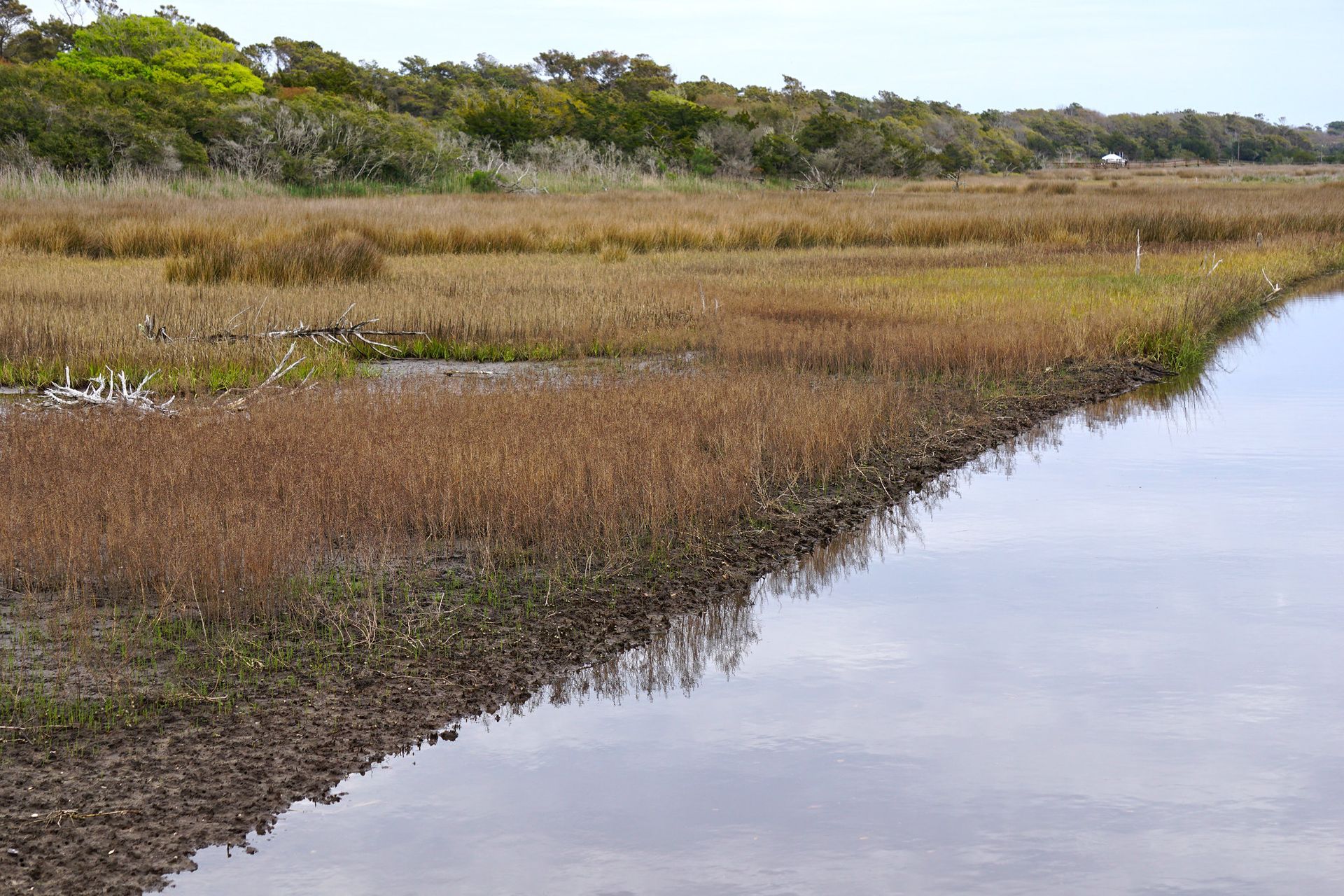 White Pater: Importance of Marsh Migration Corridors