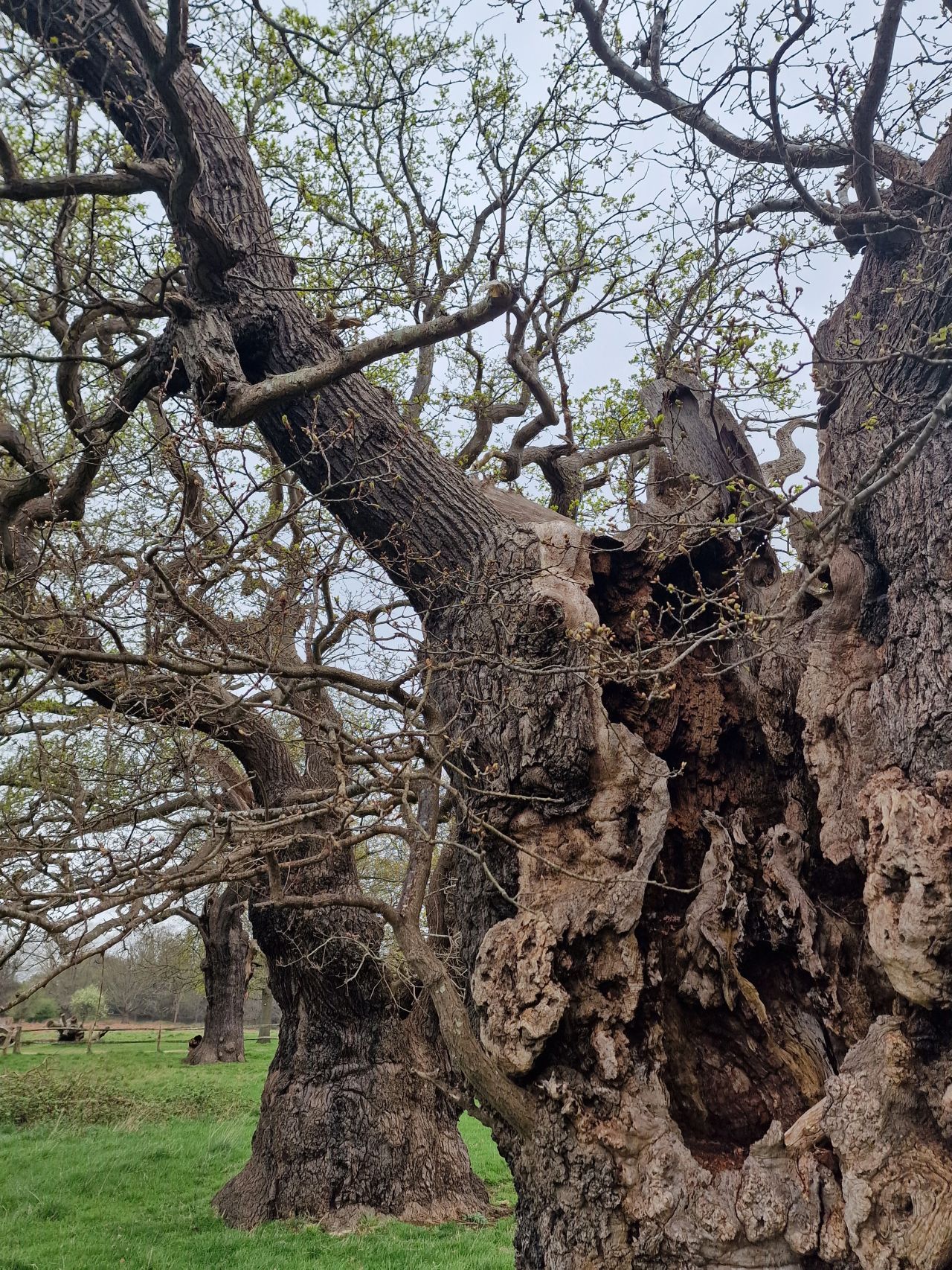 Veteran Tree Surveys | Management of Special Trees