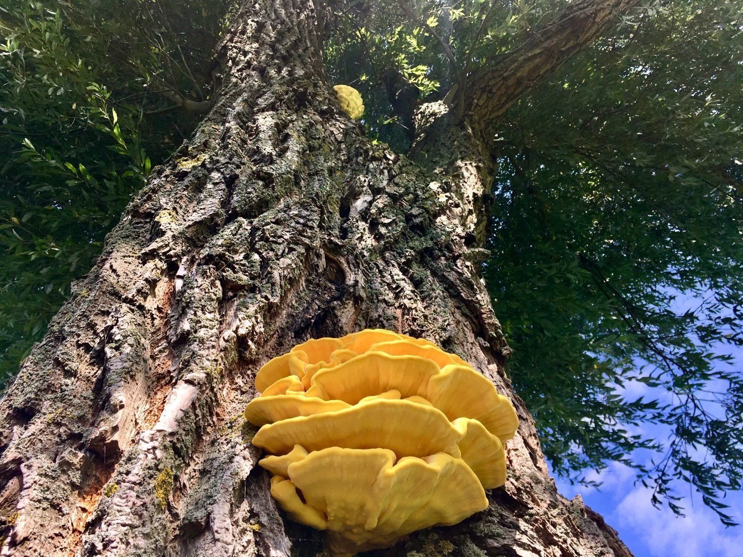 Tree Survey Bolton | Arboricultural Consultants