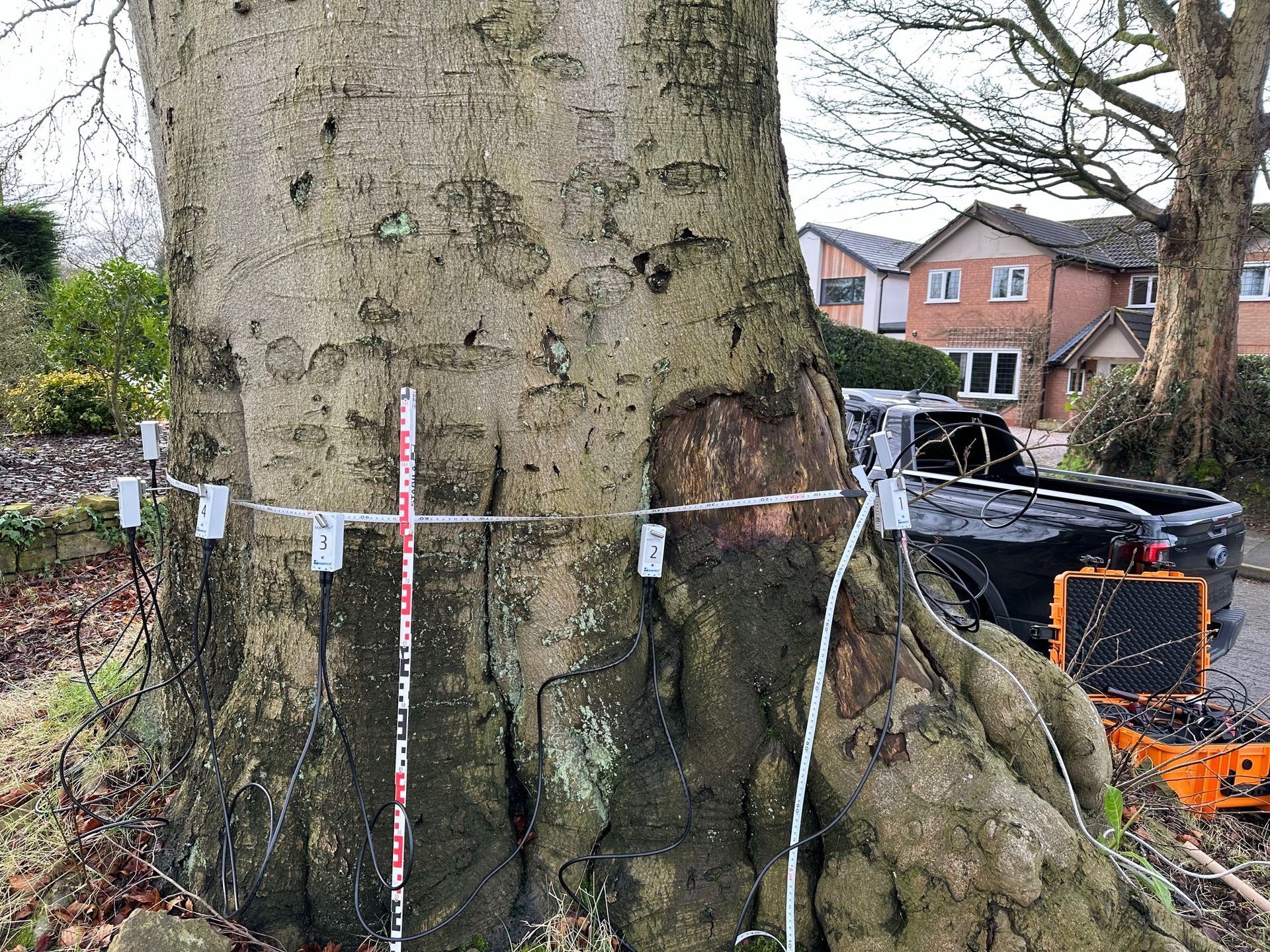 Tree Decay Detection | Advanced Tree Inspections