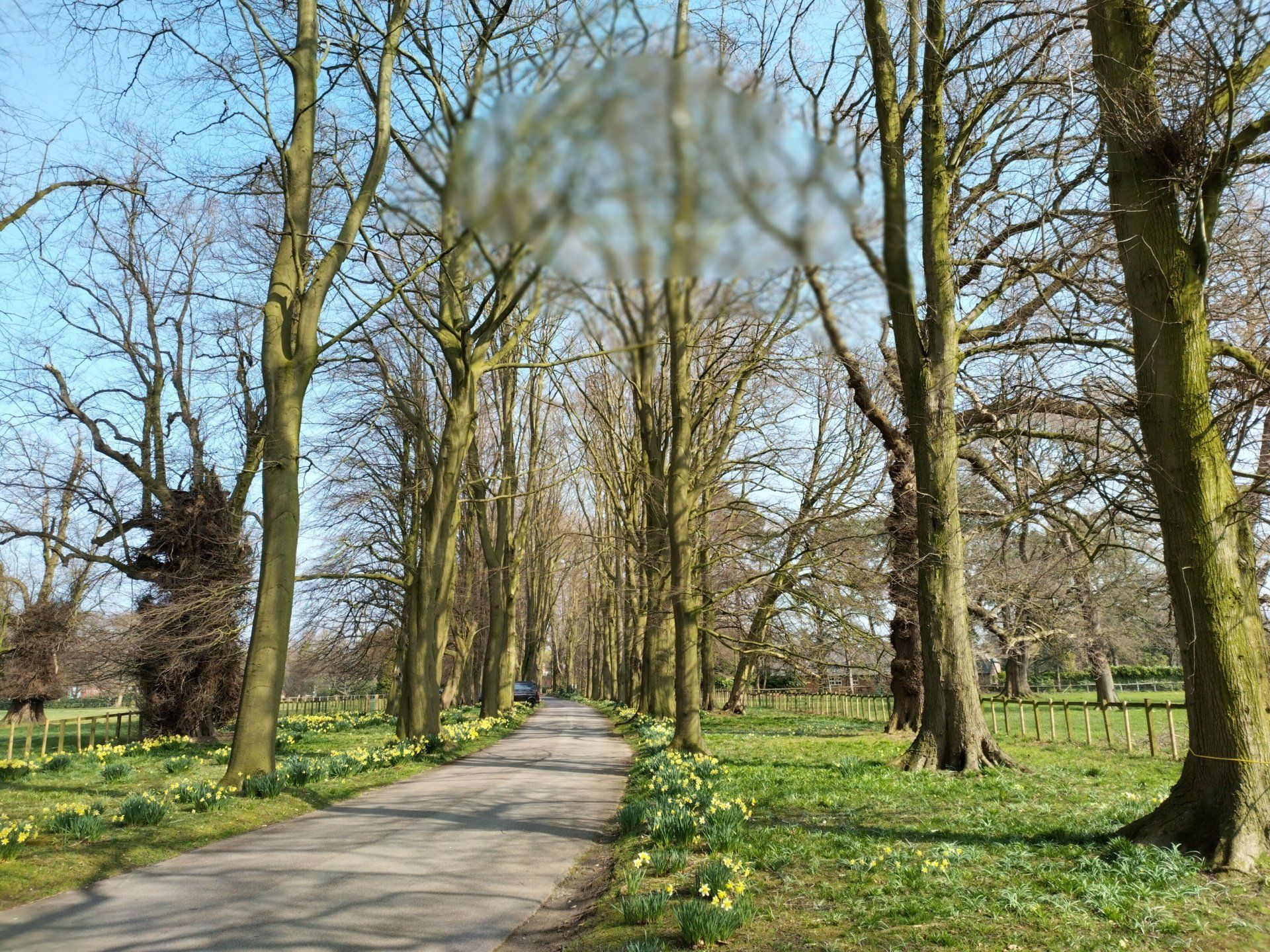 Urban Tree Management | Arboricultural Consultants