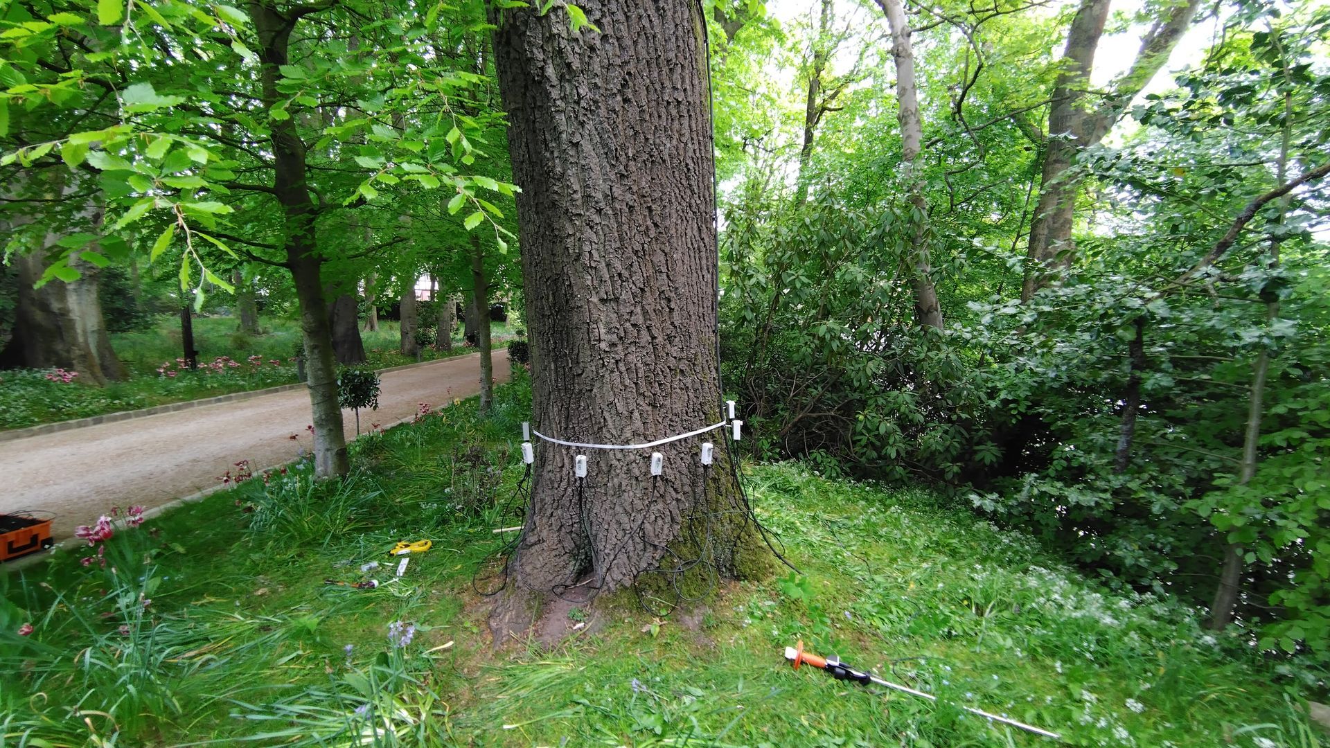 Tree Decay Detection | Advanced Tree Inspections