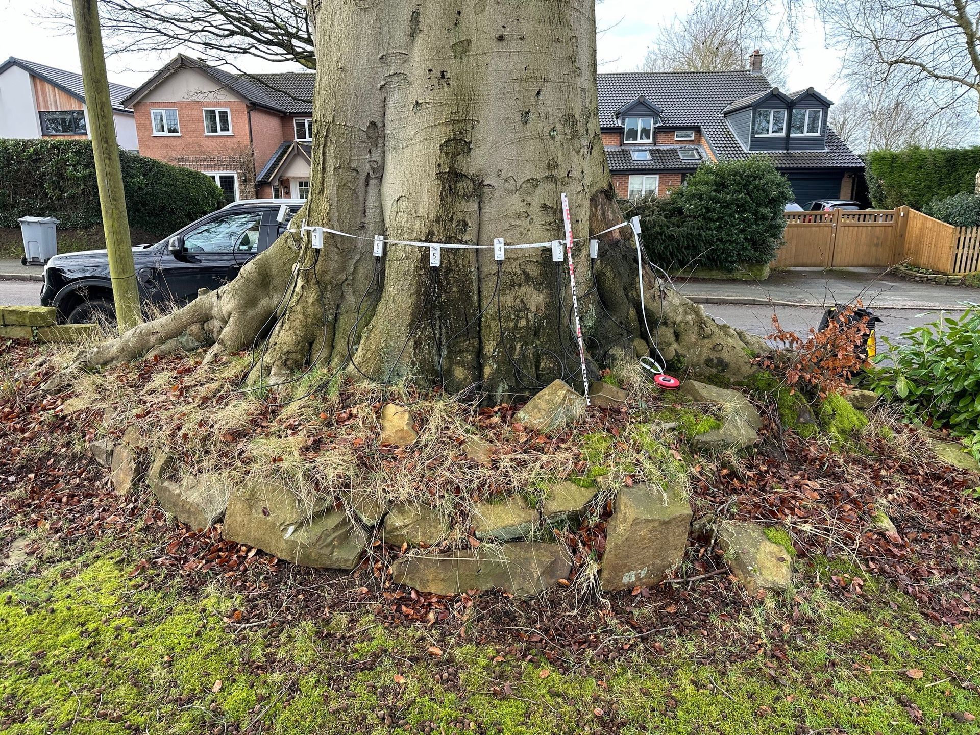 Tree Decay Detection | Advanced Tree Inspections