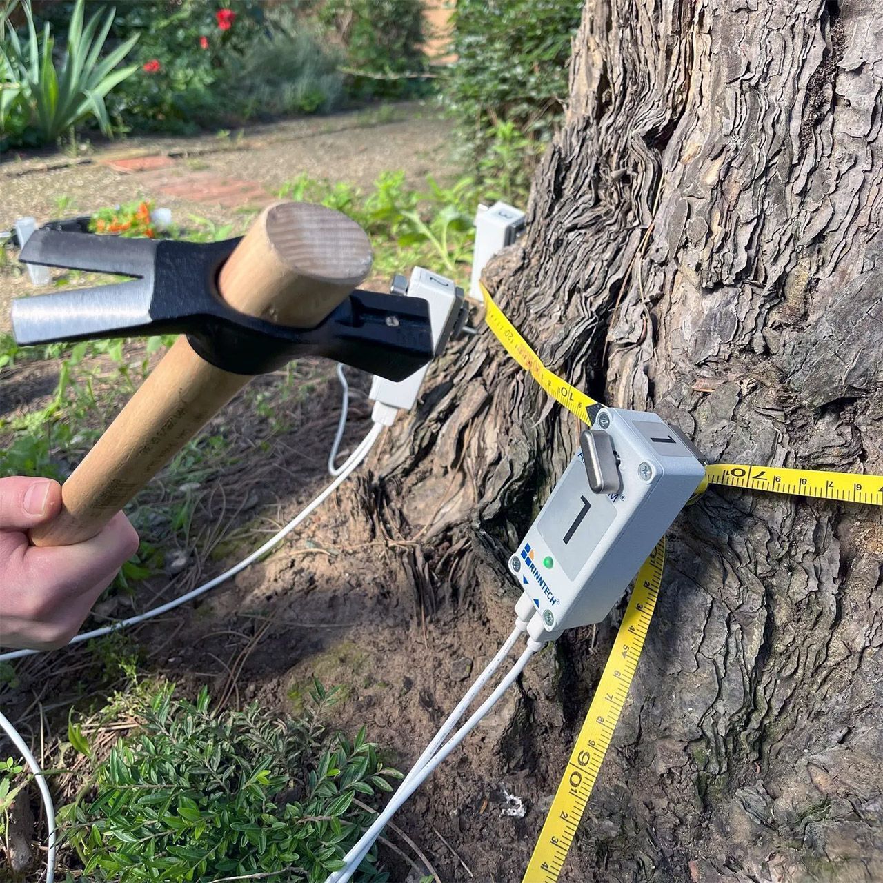 Arbotom Sonic Tomography | Urban Tree Management