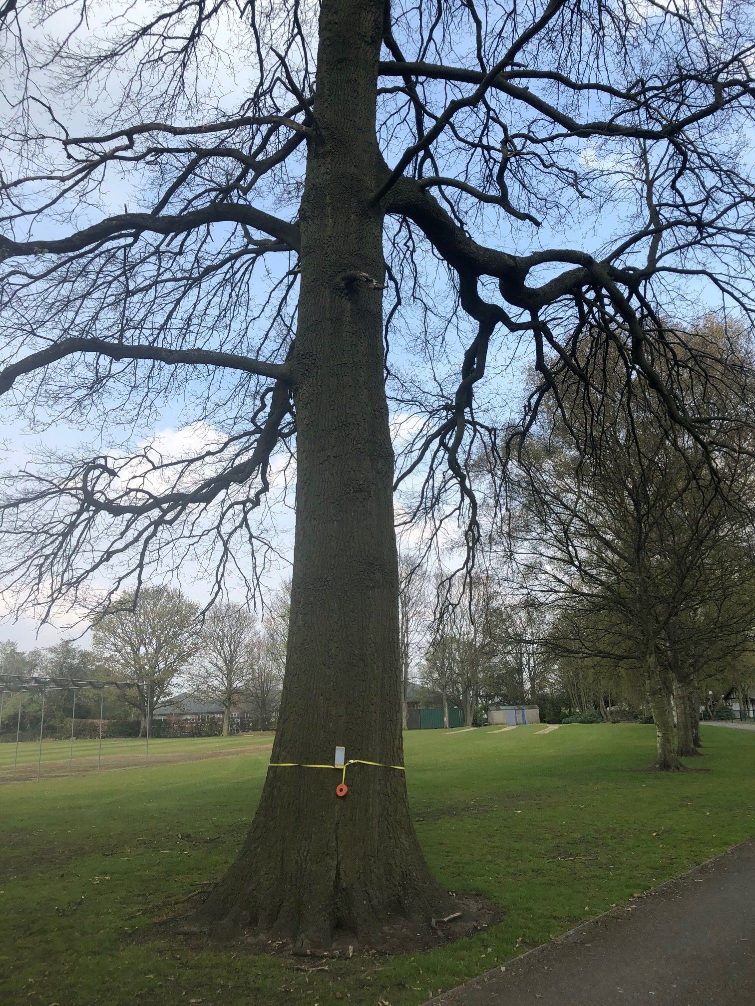 Tree Surveys for Schools | Health and Safety Audits