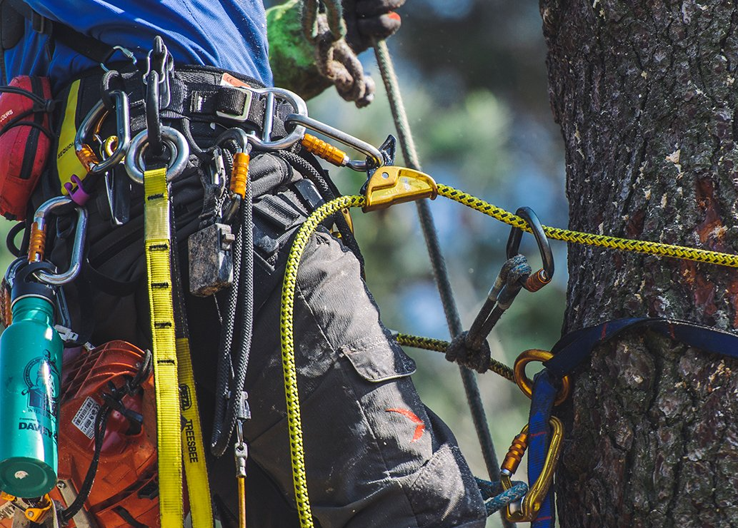 Urban Tree Management | Arboricultural Consultants