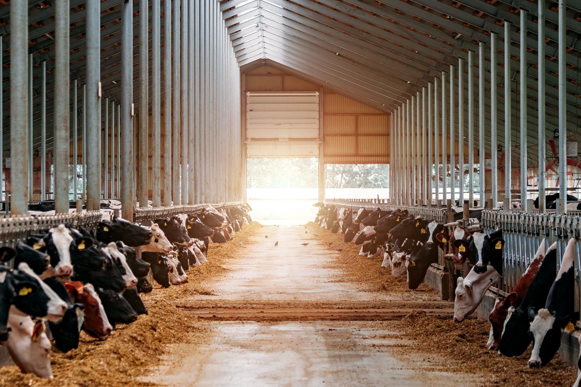 OUR SERVICES | DeLaval Milking Parlor Installations and Dairy Equipment ...
